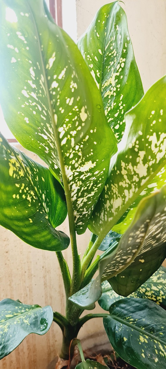 Green Color Leaf Plants - Free photo on Pixabay