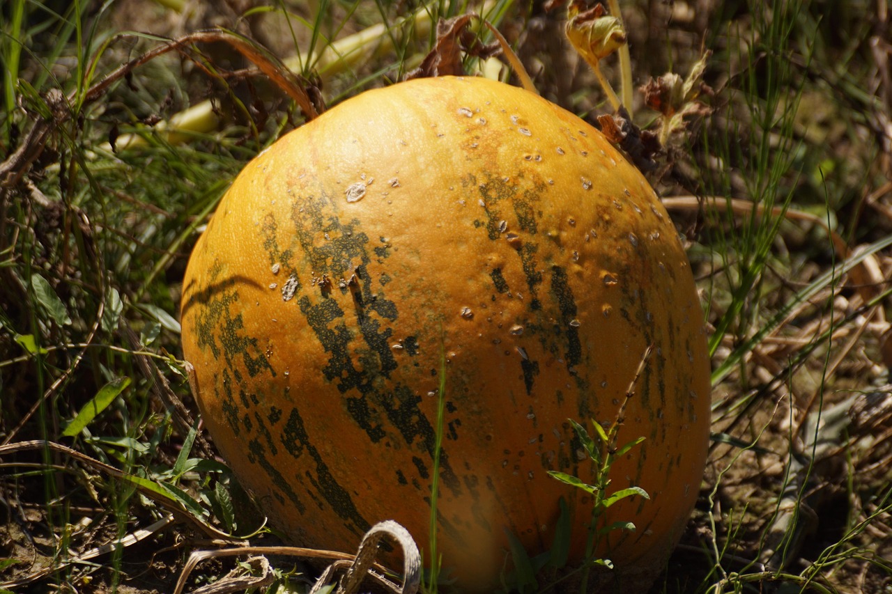 Citrouille Vert La Nature - Photo gratuite sur Pixabay