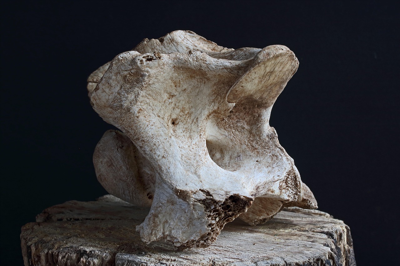 Animal Vertebrae Spinal Bone Dry - Free photo on Pixabay