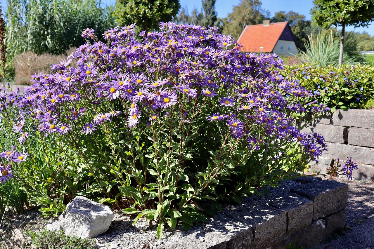 Aster Amellus 'King George - Free photo on Pixabay - Pixabay