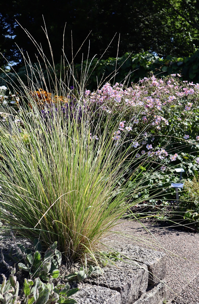 Festuca Mairei - Free photo on Pixabay - Pixabay