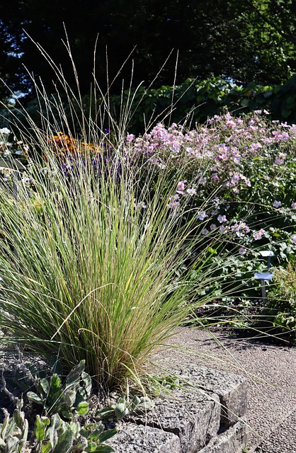 Festuca Mairei - Free photo on Pixabay - Pixabay