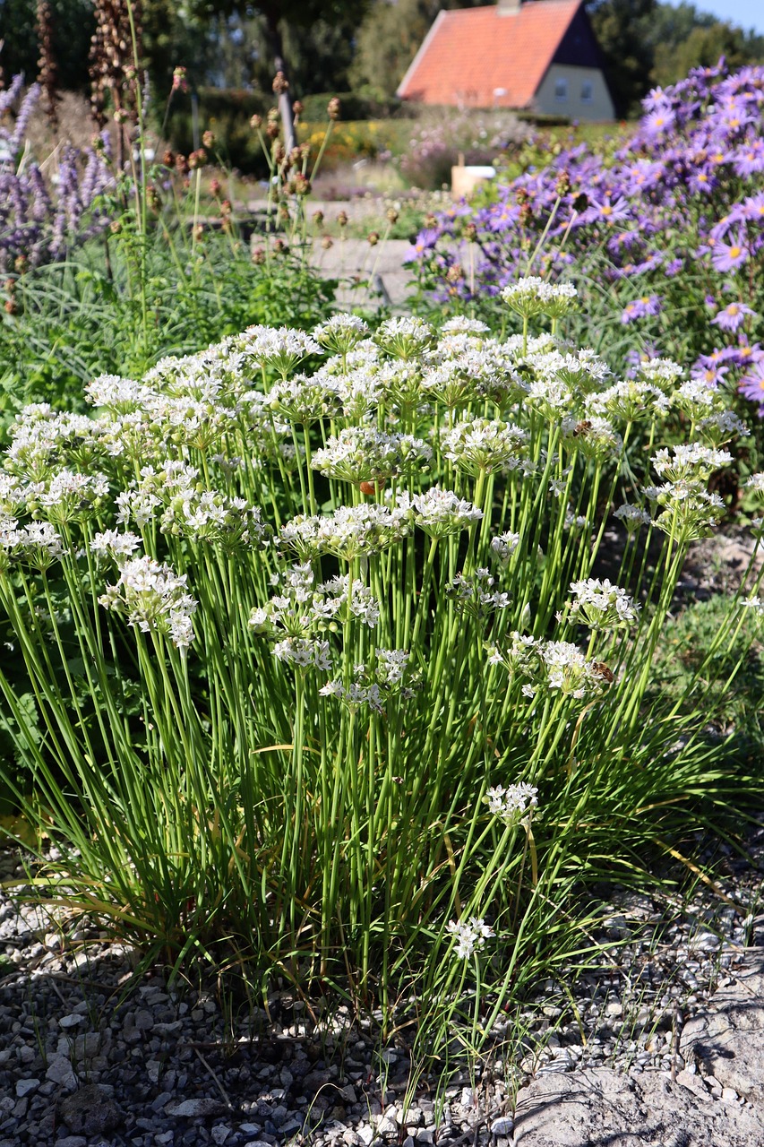 Allium Tuberoso Senescens - Foto gratis en Pixabay - Pixabay