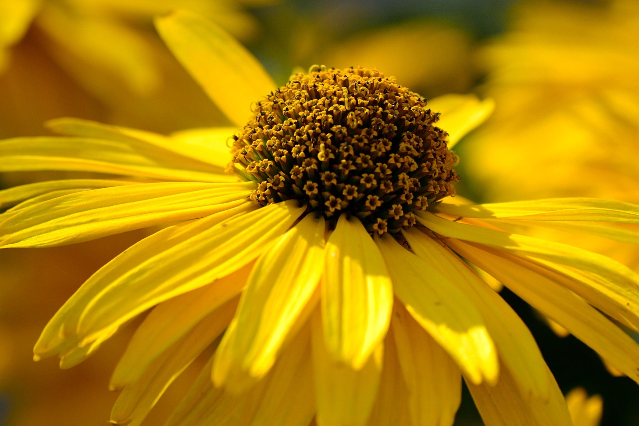 Ojo De Sol Heliopsis Asteraceae - Imagen gratis en Pixabay - Pixabay