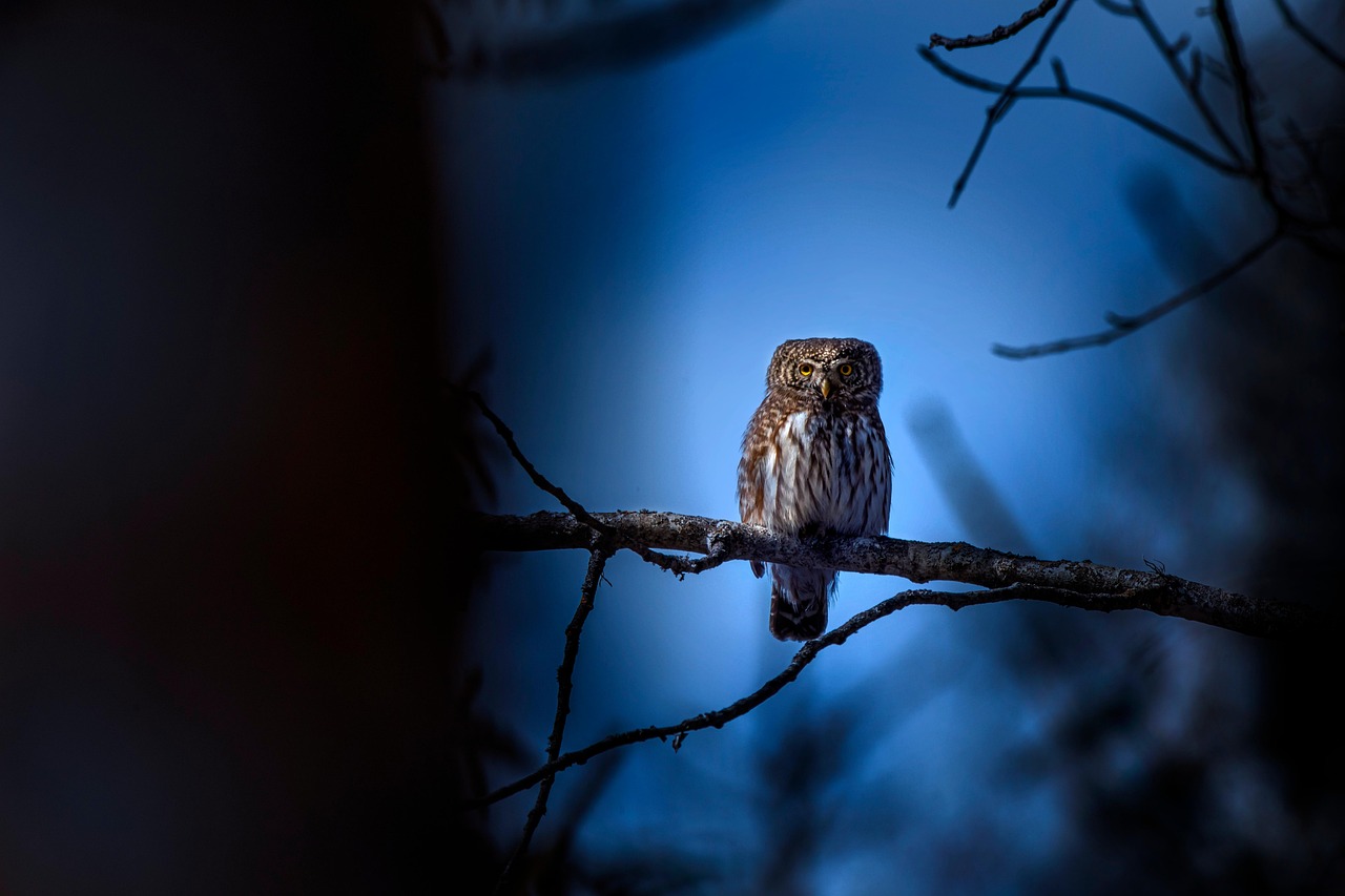 Eurasian Eagle Owl - Free photo on Pixabay