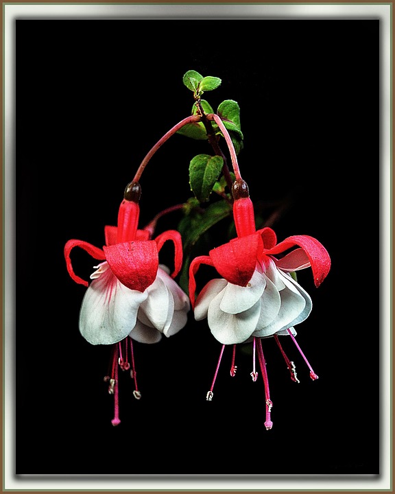 Fuchsia Hibrida Fujchsia Bunga - Foto gratis di Pixabay - Pixabay