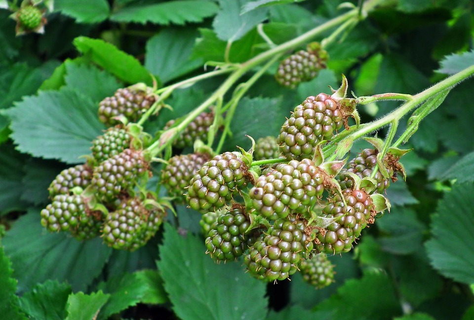 Blackberries Bush Nature - Free photo on Pixabay