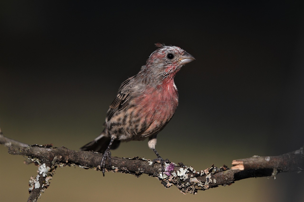 House Finch Male