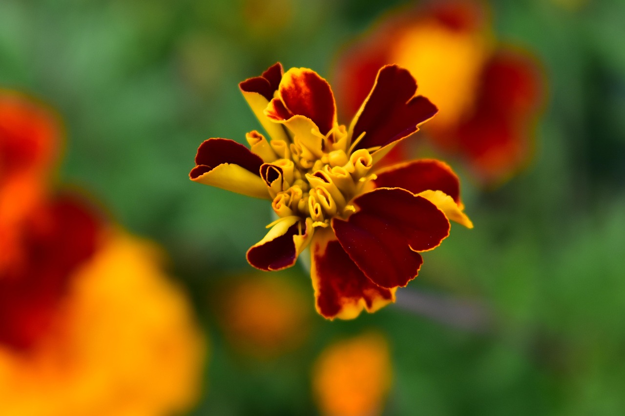 Souci Fleur Jardin - Photo gratuite sur Pixabay - Pixabay