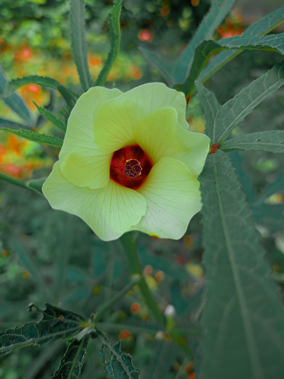 Imagem Natural Reflexão Flor Da - Imagens grátis no Pixabay