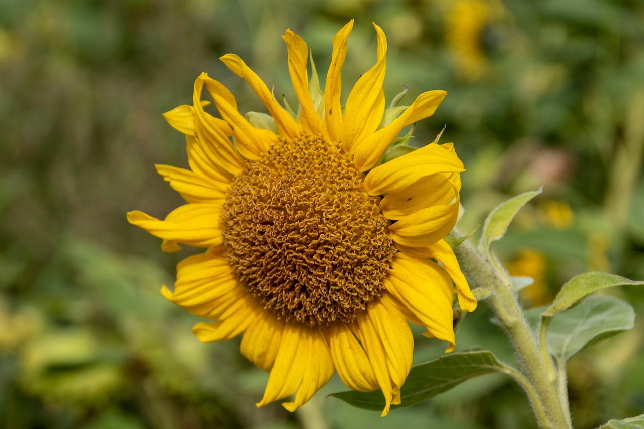 Sunflower Bunga Alam - Foto gratis di Pixabay - Pixabay