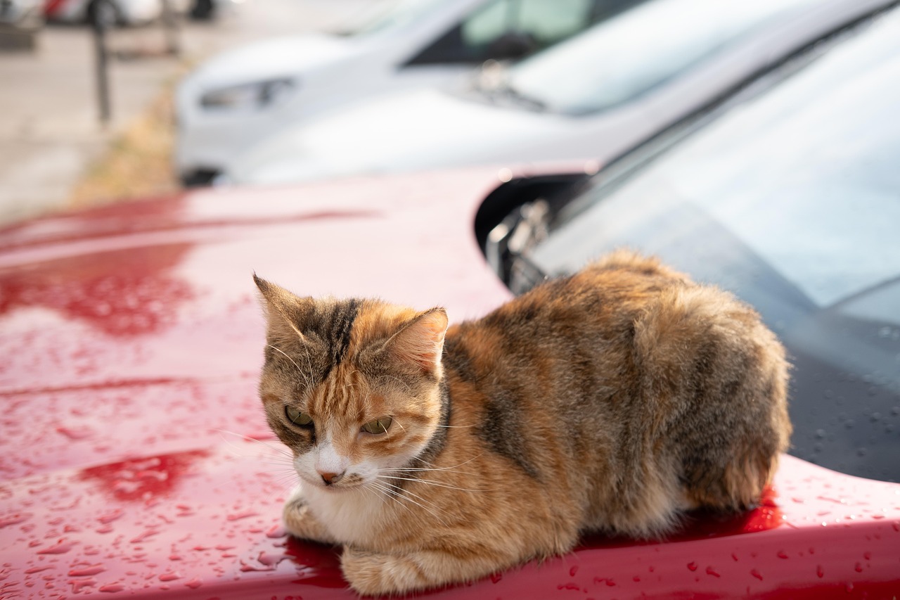 Cat Animaux De La Ville - Photo gratuite sur Pixabay - Pixabay