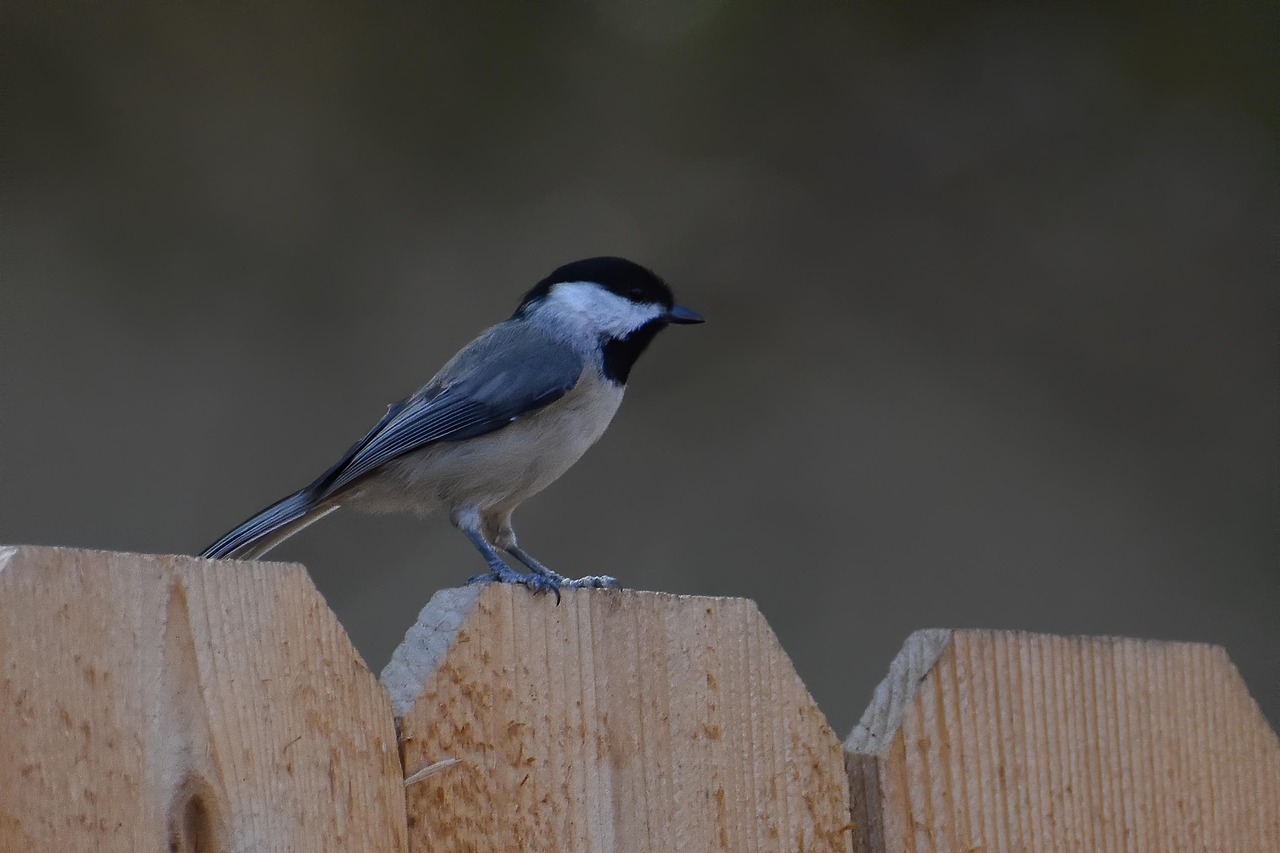 300+ Free Chickadee & Nature Images - Pixabay