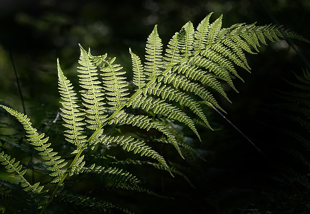 Fern Foliage Plant Free Photo On Pixabay Pixabay