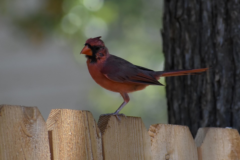 Cardinal Bird Nature - Free photo on Pixabay