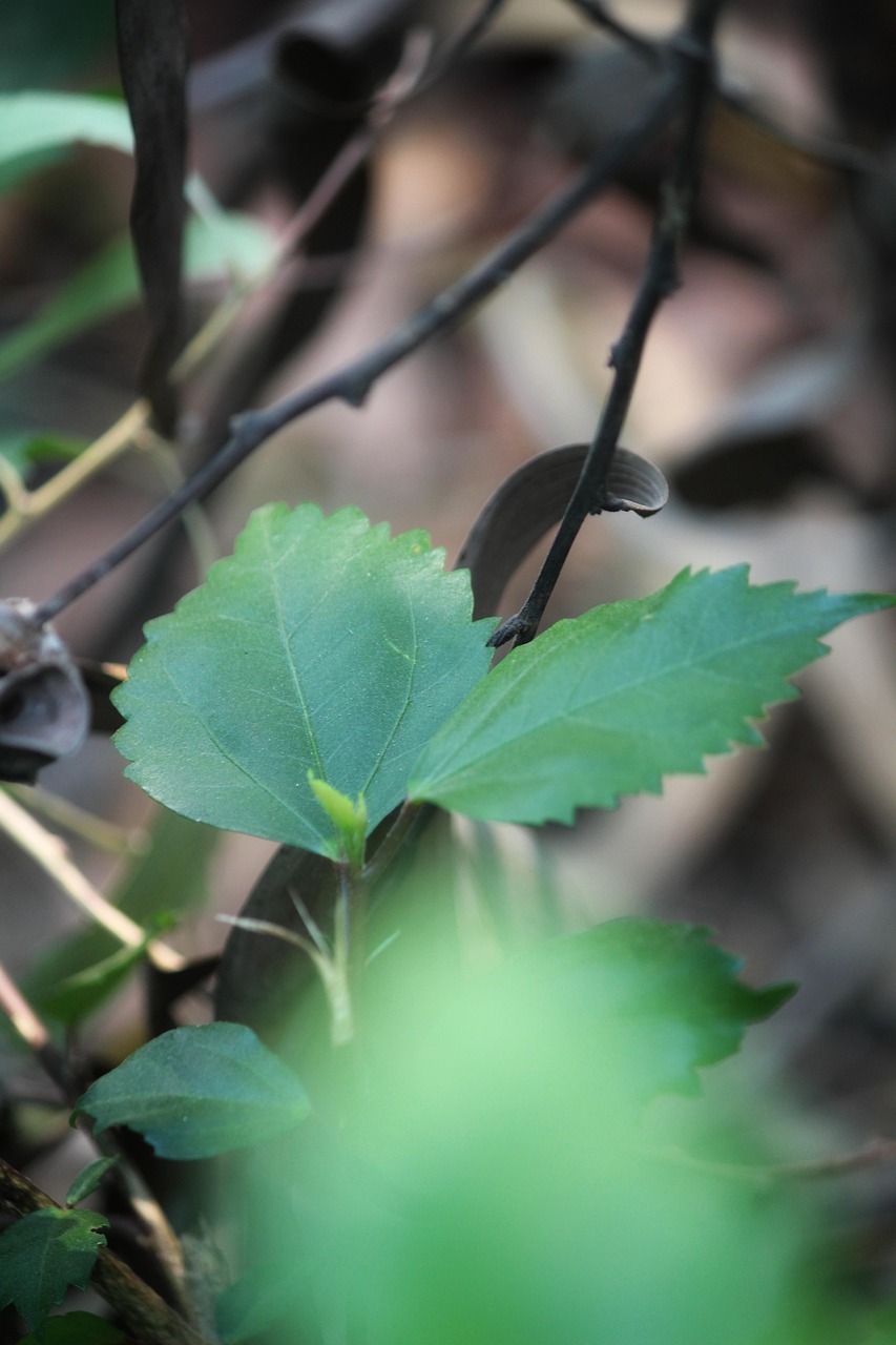 Leaves Nature Landscape - Free photo on Pixabay - Pixabay