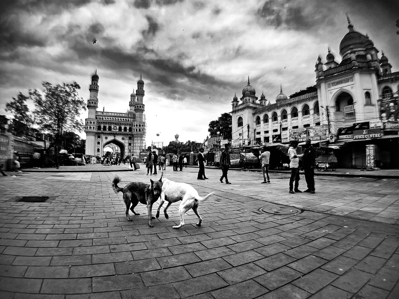 Hyderabad Cándido Perro - Foto gratis en Pixabay - Pixabay