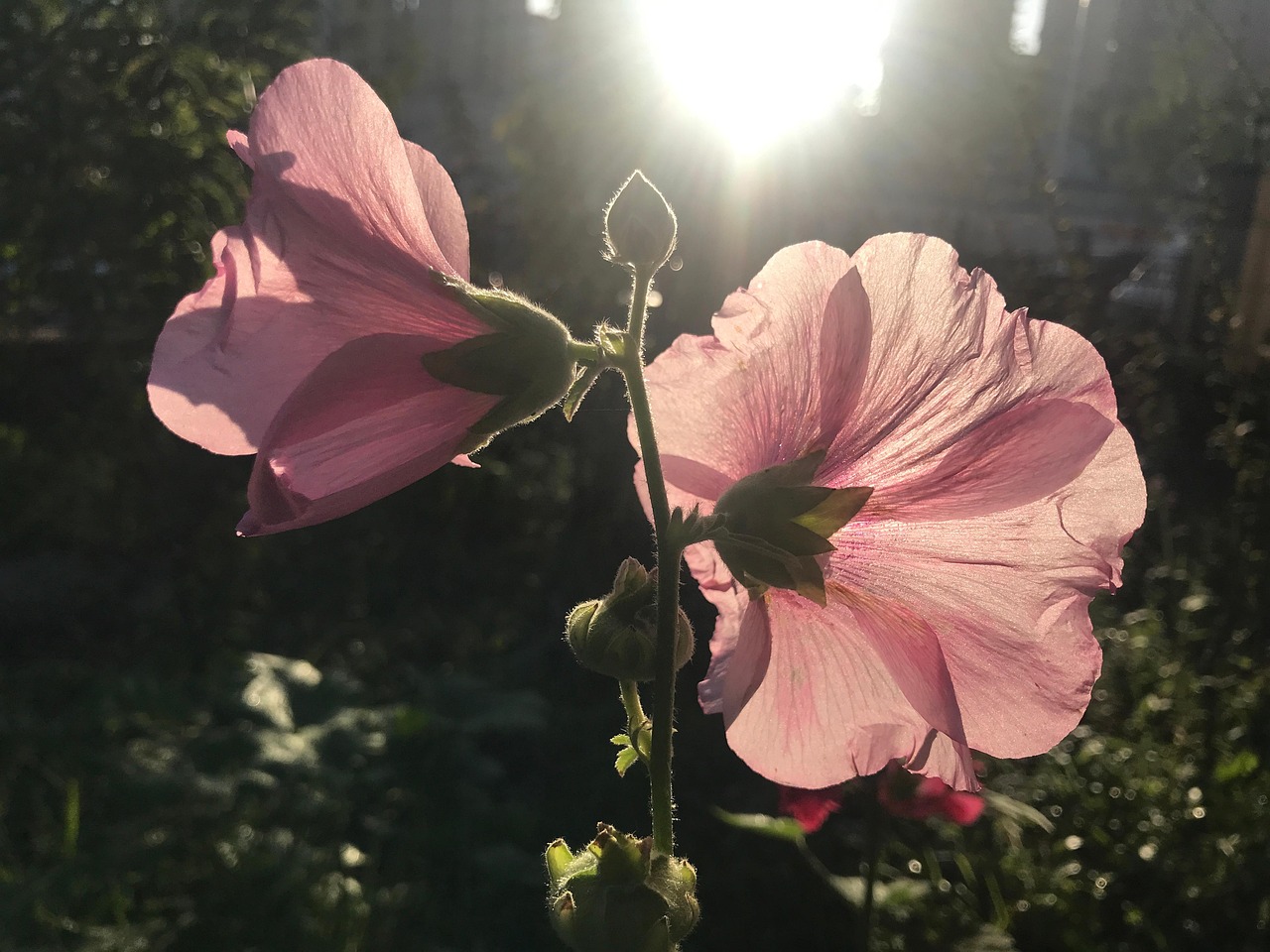 Sunshine Flowers Transparent - Free photo on Pixabay - Pixabay