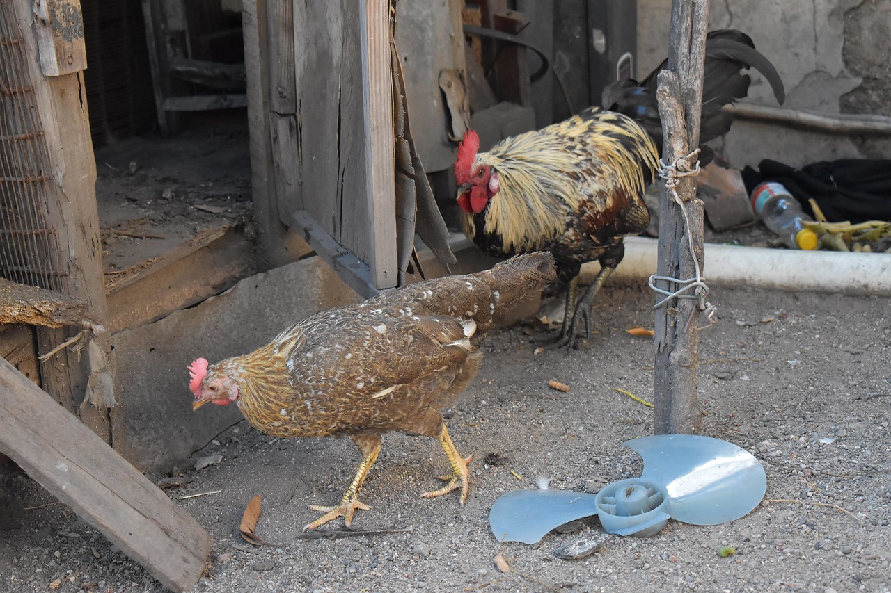 Chicken Poultry Hen - Free photo on Pixabay