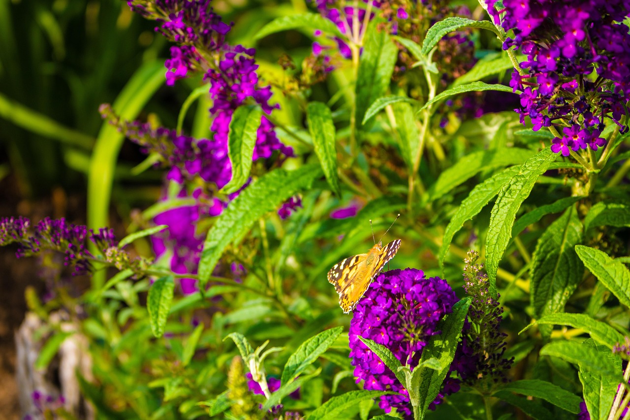 Animal Nature Papillon - Photo gratuite sur Pixabay - Pixabay