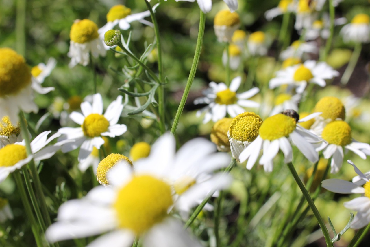 Kamomilla Kukat Luonne - Ilmainen valokuva Pixabayssa - Pixabay