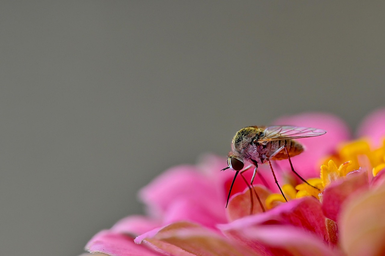 600+ Free Hoverflies & Hoverfly Images - Pixabay