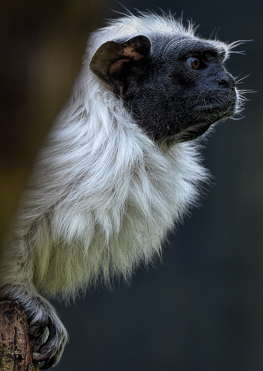 90+ Free Kumar Tamarin & Monkey Images - Pixabay