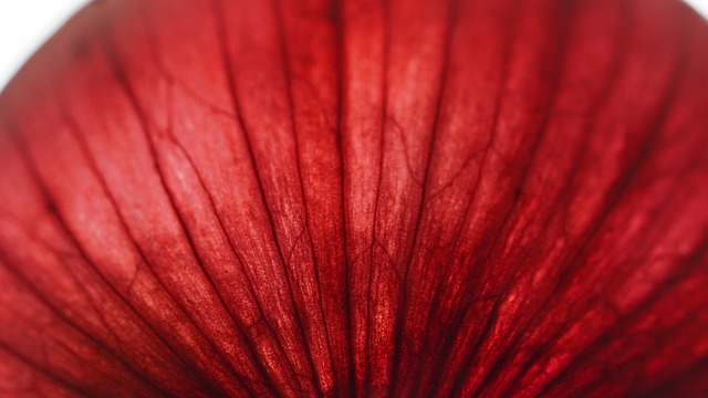 30,000+ Free Red Onion Skins & Onion Images - Pixabay