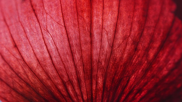 30,000+ Free Red Onion Skins & Onion Images - Pixabay