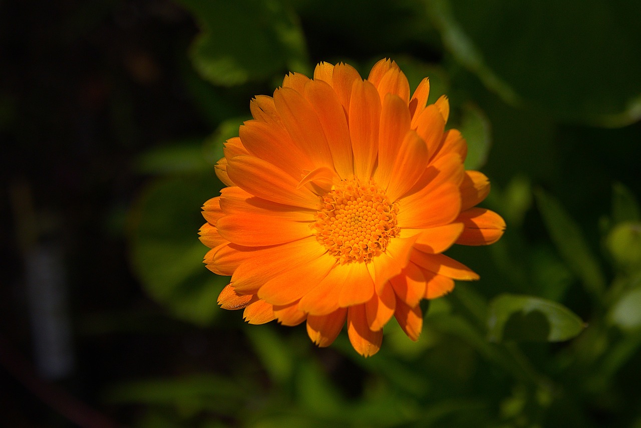 Calendula Pot Marigold Flower - Free photo on Pixabay - Pixabay