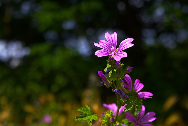 Mauve Fleur Plantes Des - Photo gratuite sur Pixabay - Pixabay