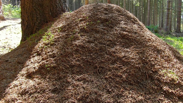 Myrstack Natur - Gratis foto på Pixabay - Pixabay