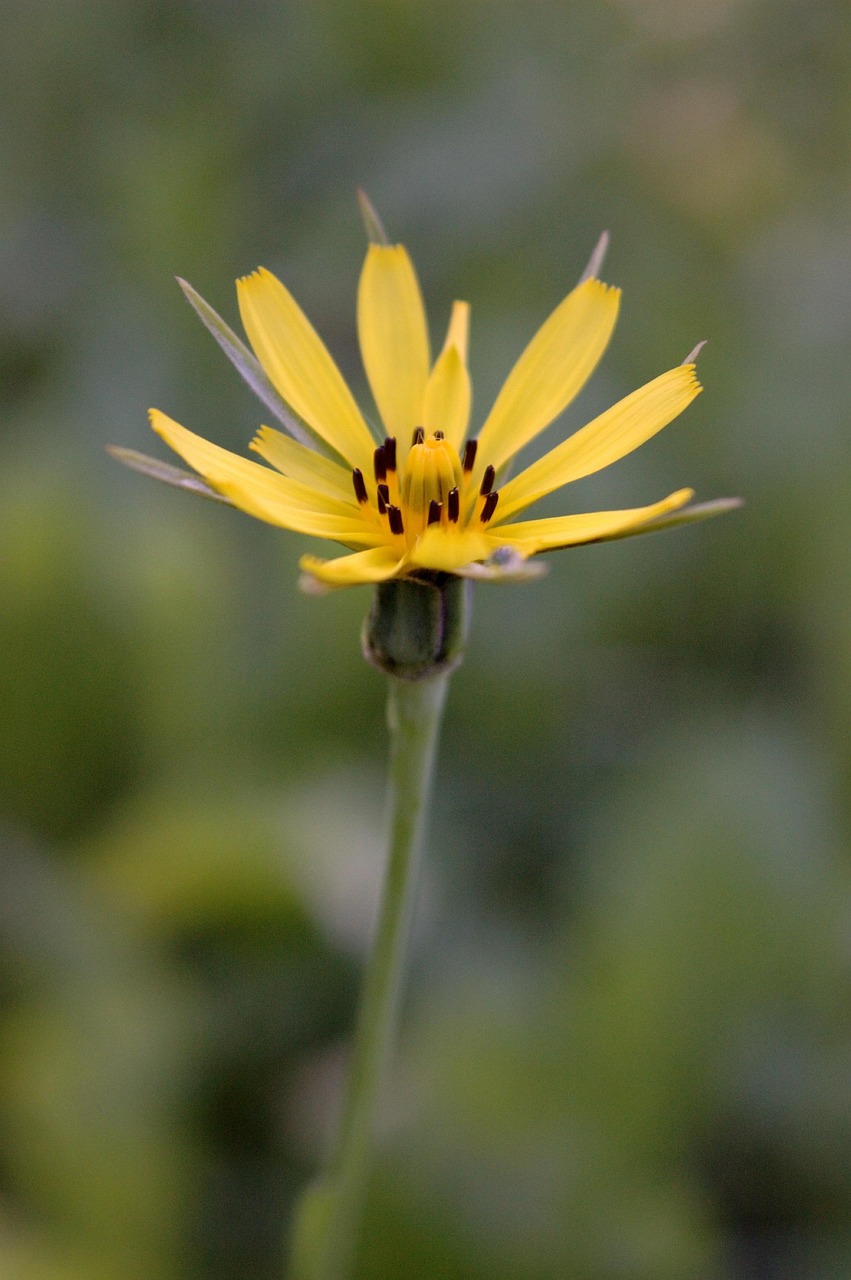 Yellow Flower Plant - Free photo on Pixabay - Pixabay