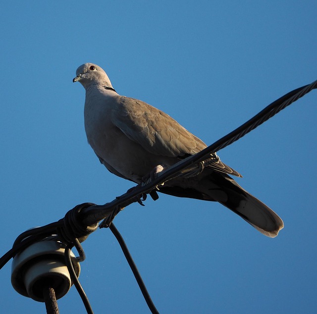 Taube Vogel Tier - Kostenloses Foto auf Pixabay - Pixabay