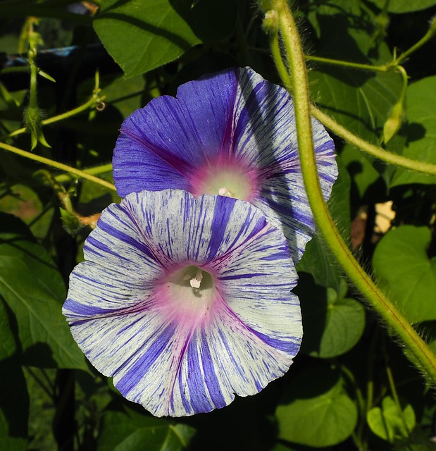 Morning Glory Flowers Summer - Free photo on Pixabay - Pixabay