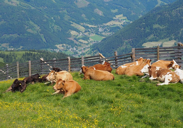Sapi Padang Rumput Alpine - Foto gratis di Pixabay - Pixabay