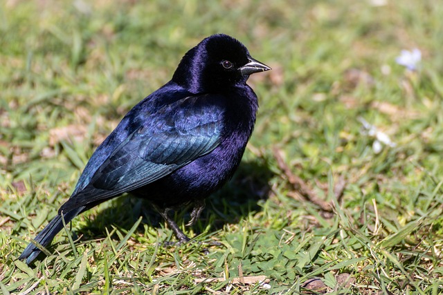 Burung Koboi Mengkilap - Foto gratis di Pixabay - Pixabay