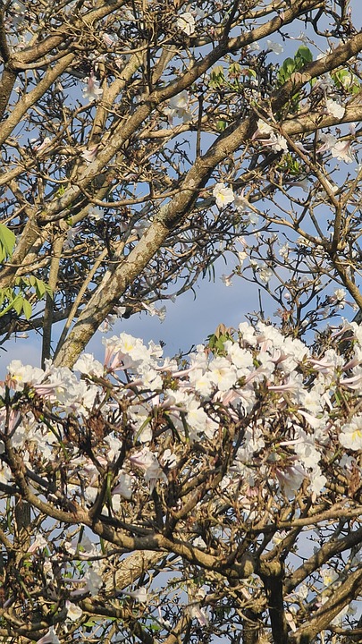 Tree White Flower - Free photo on Pixabay - Pixabay