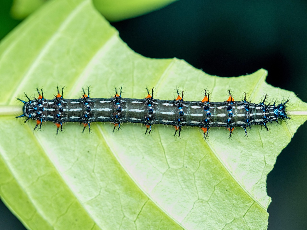 Caterpillar Larva Butterfly - Free photo on Pixabay - Pixabay