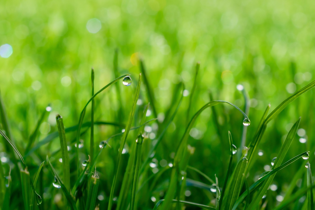 Meadow Lawn Grass - Free photo on Pixabay