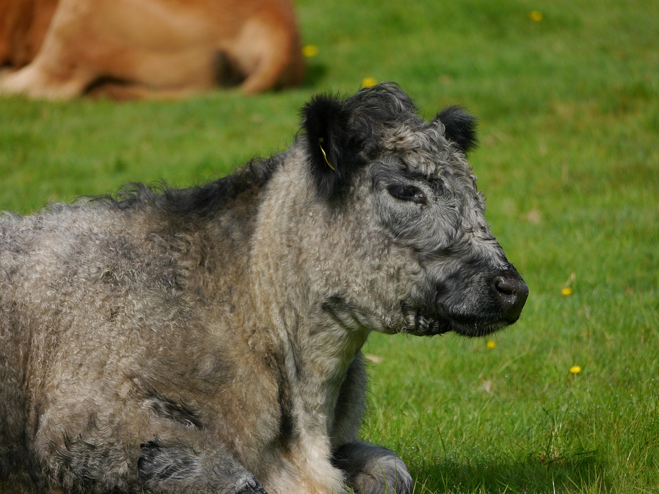 Cow Cattle Animal - Free photo on Pixabay - Pixabay