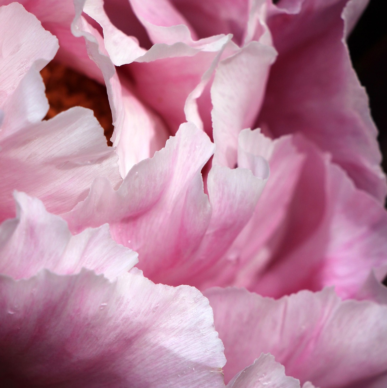 Merah Jambu Bunga Peony - Foto gratis di Pixabay