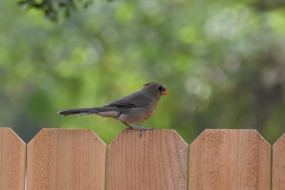Bird Cardinal Beak - Free photo on Pixabay - Pixabay