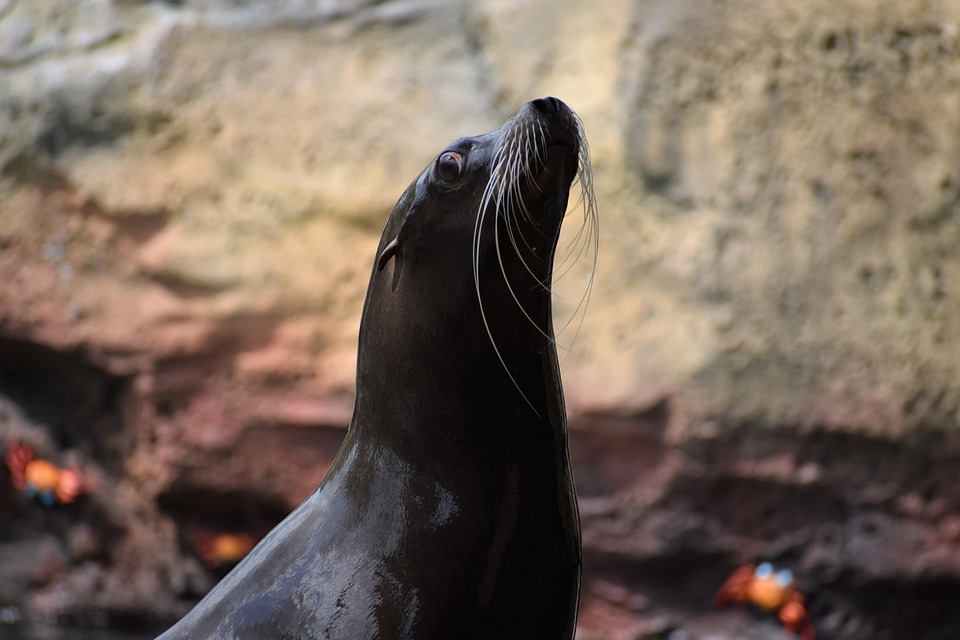 Seal Sea Lion Eye - Free photo on Pixabay - Pixabay