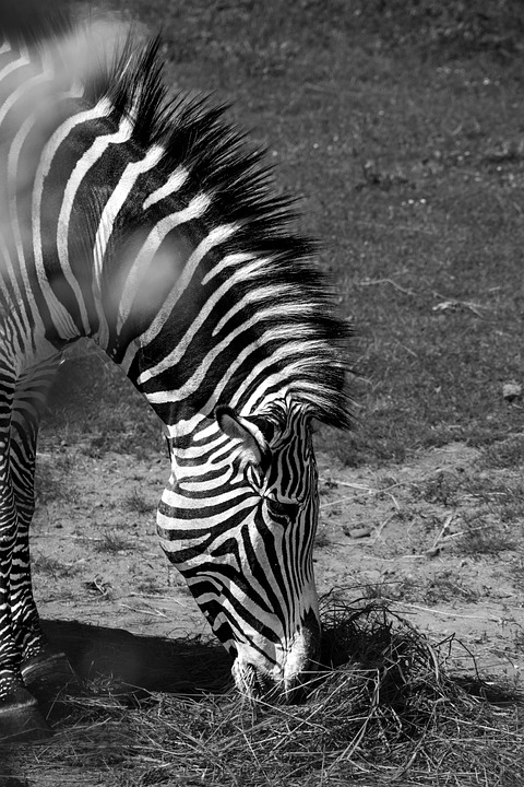 Zebra Tier Säugetier - Kostenloses Foto auf Pixabay - Pixabay