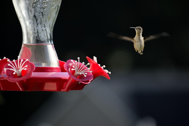 Hummingbird Bird Wings - Free photo on Pixabay