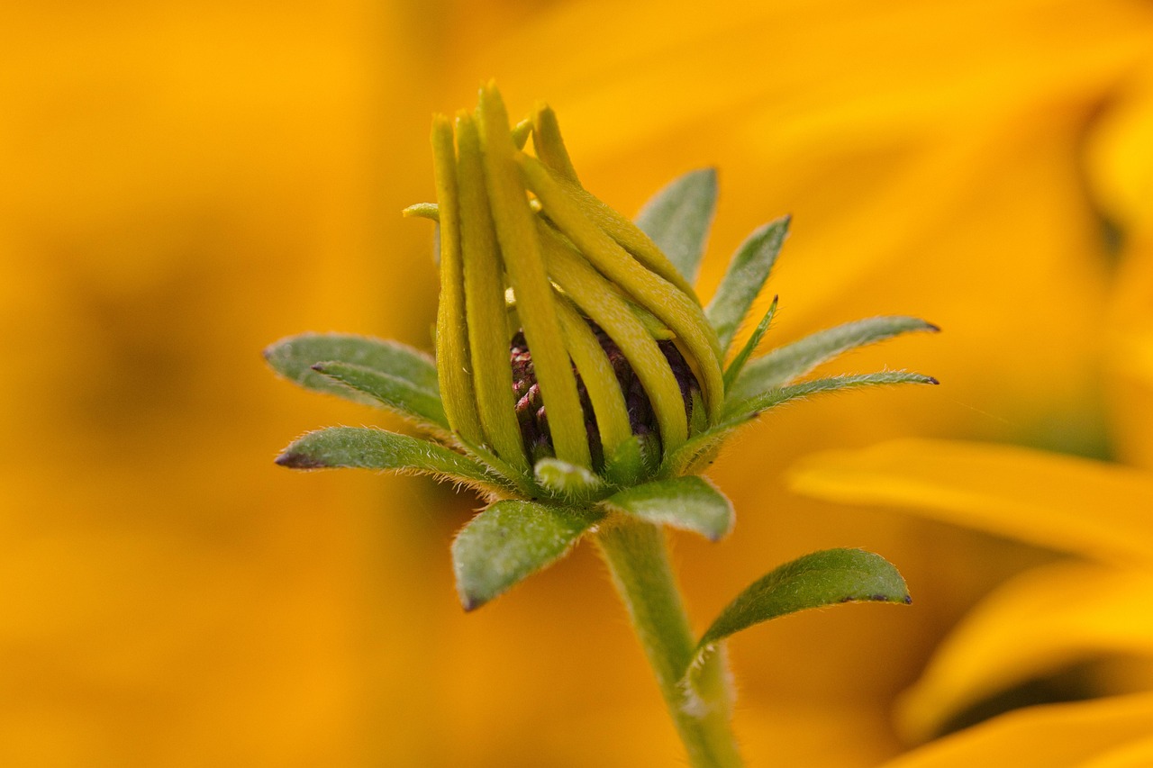Black Eyed Susan Buds