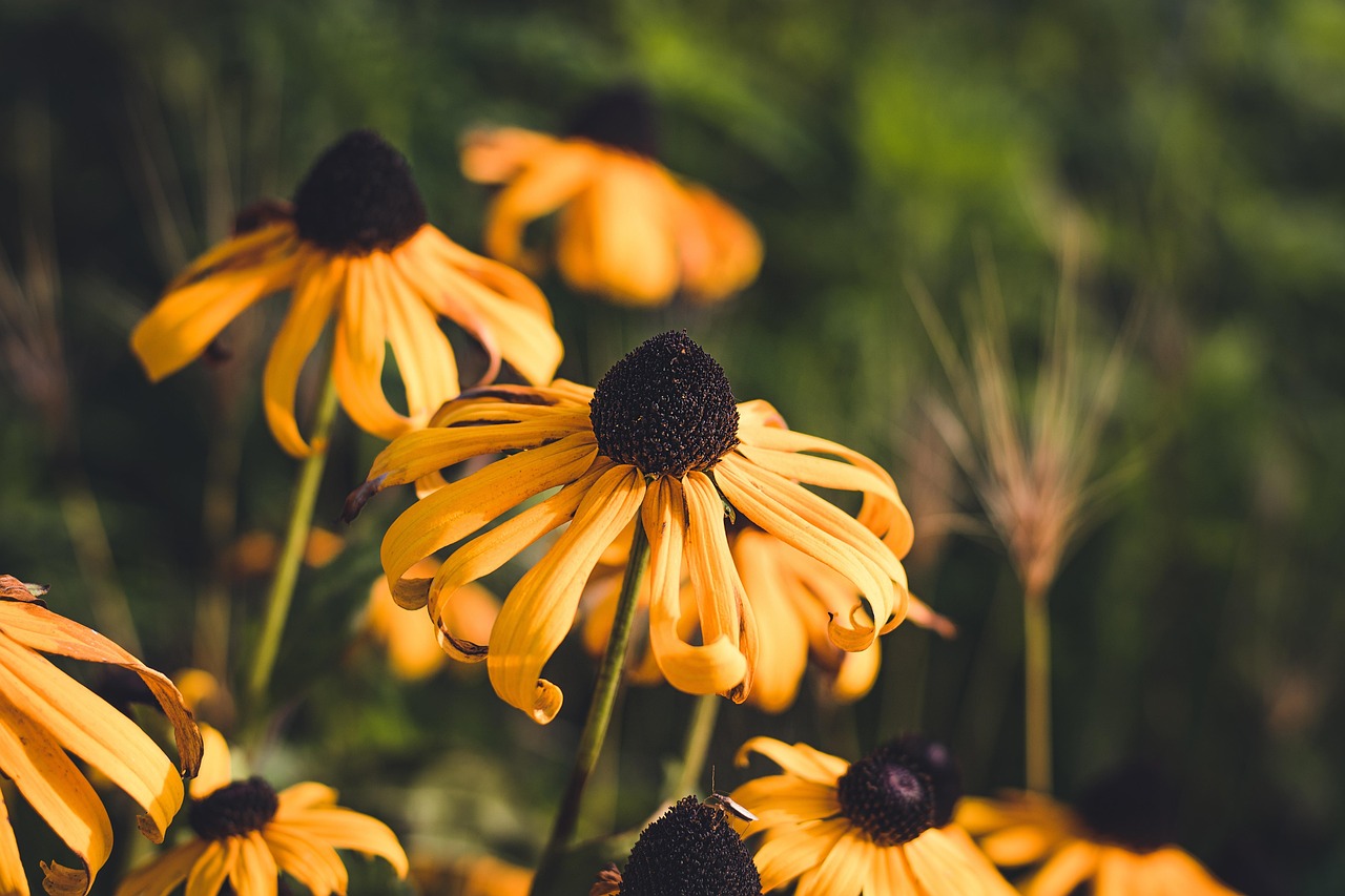 Black-Eyed Susan Flower Plant - Free photo on Pixabay - Pixabay