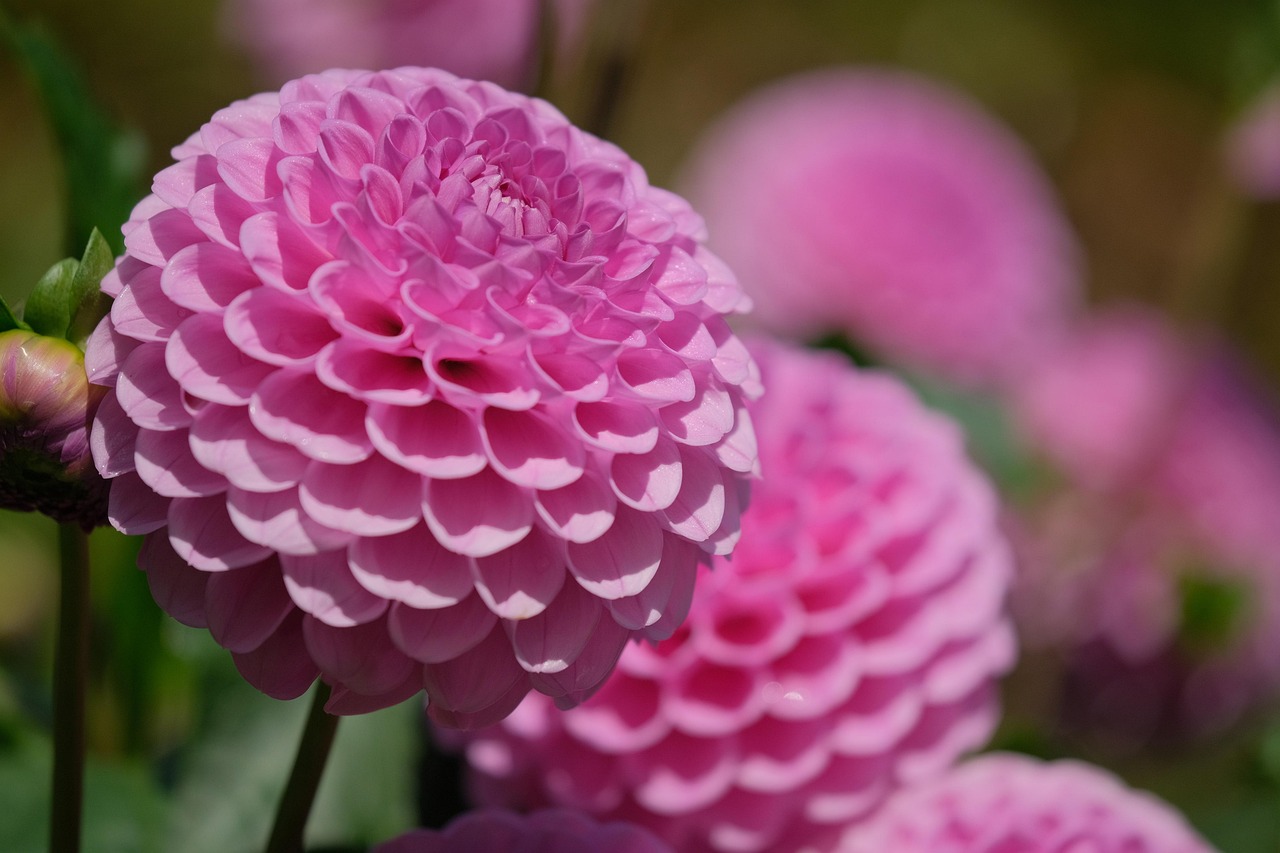Flores Dalia La Recoleta Dalia – Happy Plants