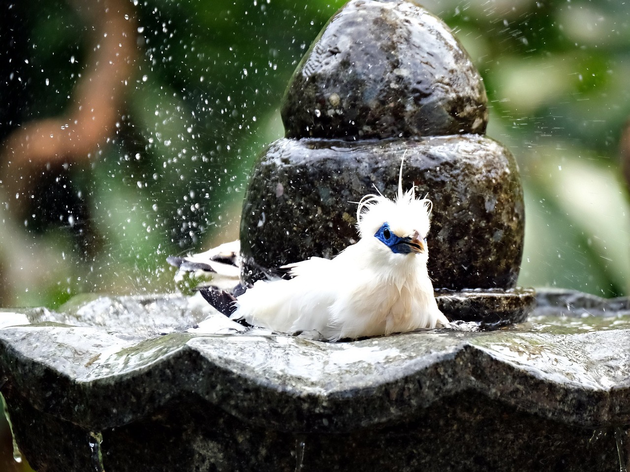 Bali Myna Mynah Bird - Free photo on Pixabay - Pixabay